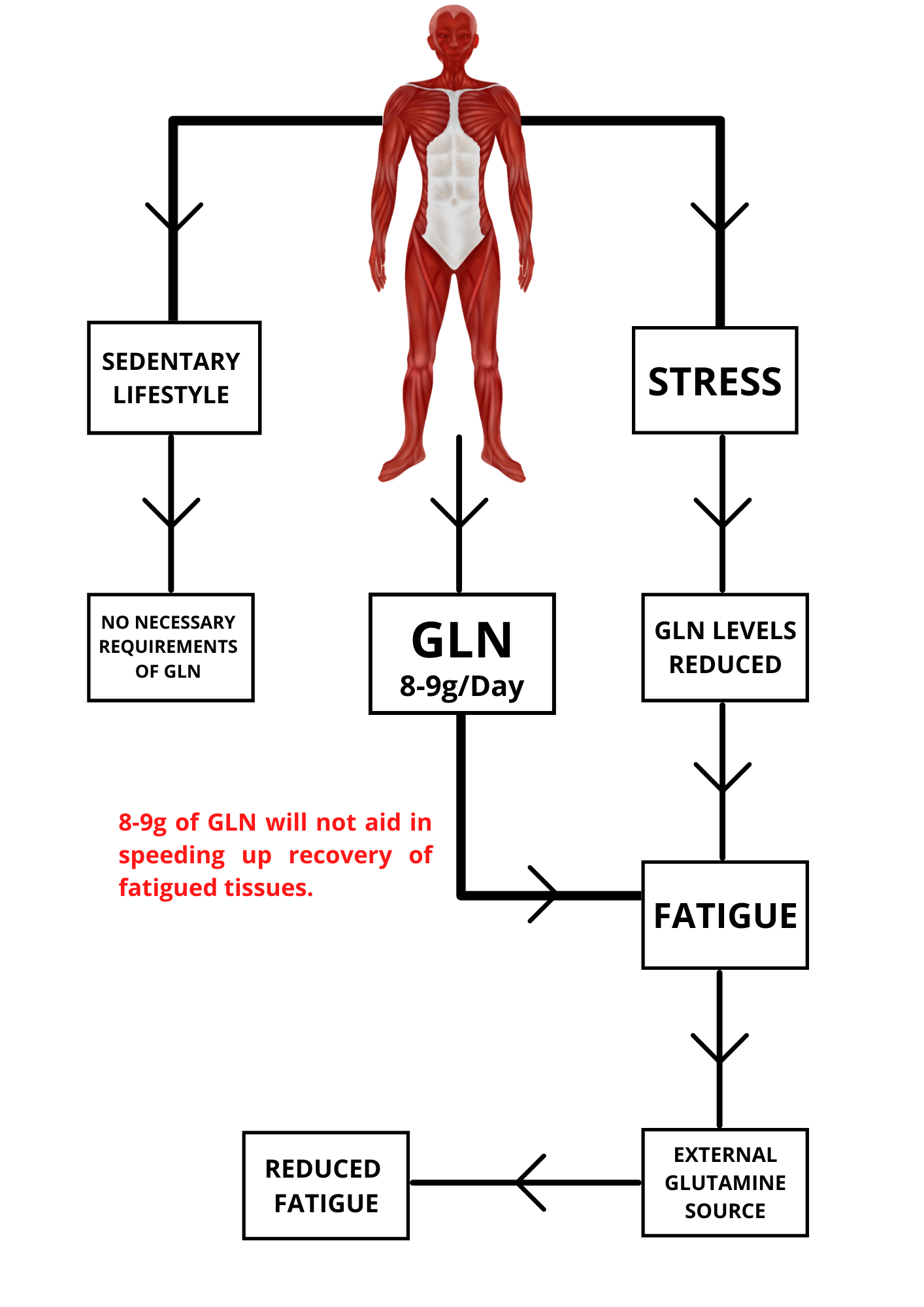 Role Of Glutamine As An Ergogenic Amino Acid During Fatigue Auctores Role Of Glutamine As An Ergogenic Amino Acid During Fatigue Auctores